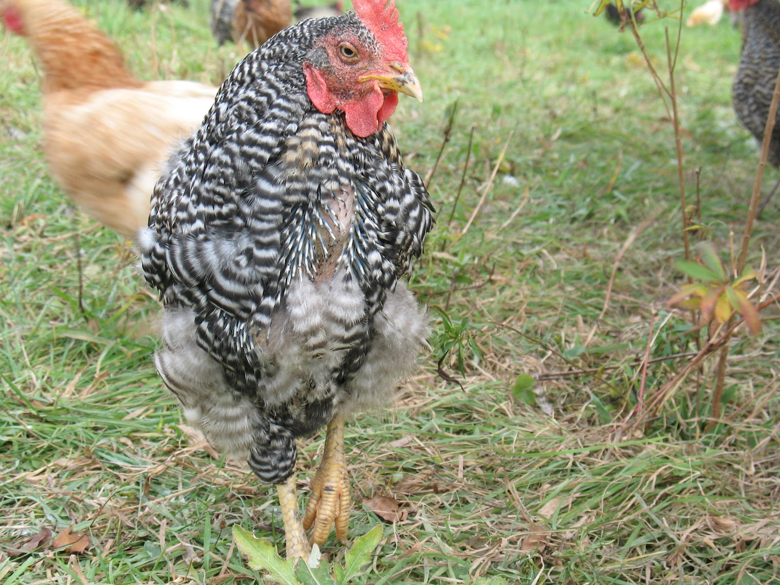 this farm life: behold...the molting process!