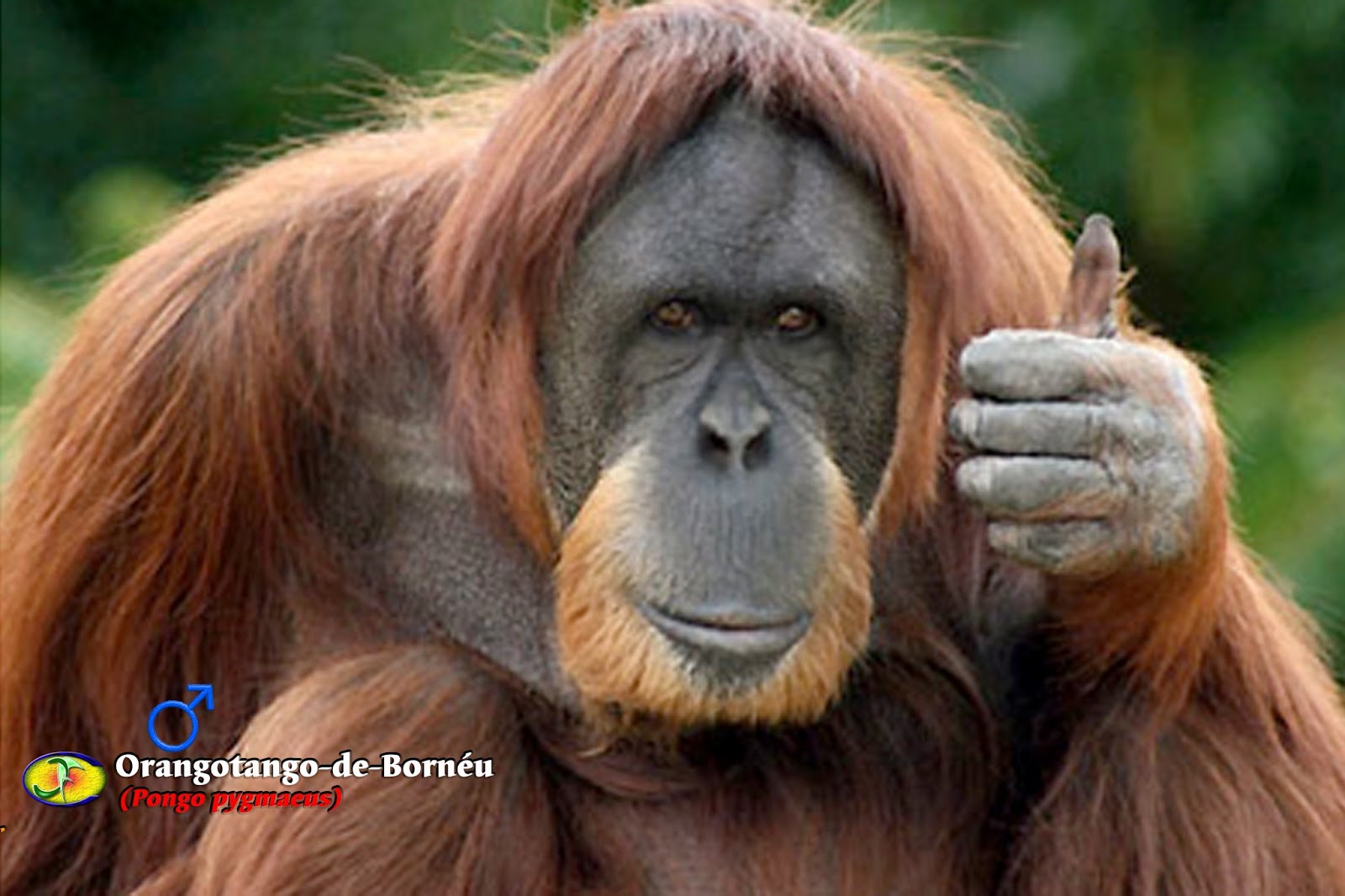 Zoologia: Orangotango-de-Bornéu (Pongo pygmaeus)