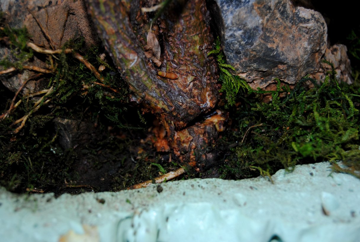 LENNARD'S BONSAI BEGINNINGS.: Experimental root over rock/root clinging ...