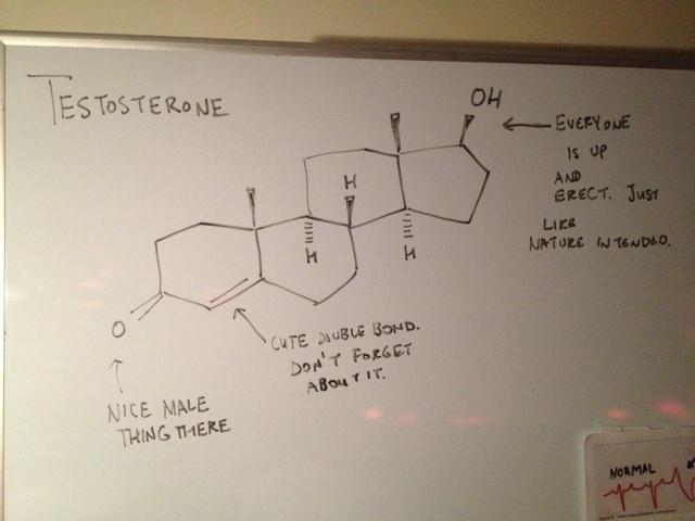 let's get into vet school!: Steroid Hormones