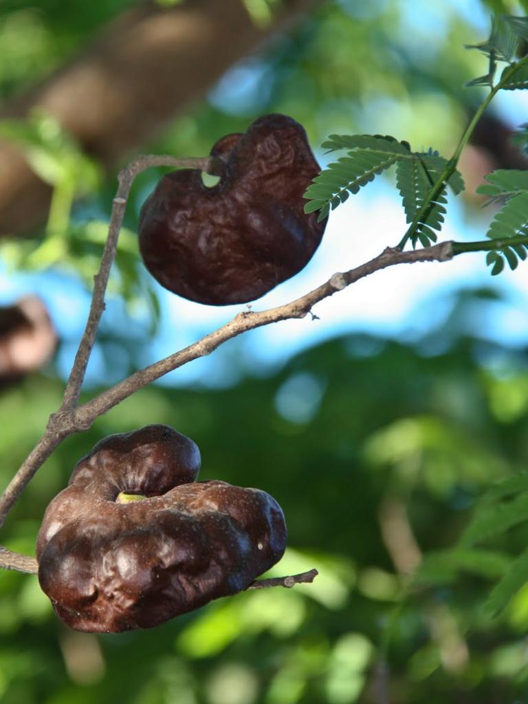 Árbol de parota, oreja de elefante, huanacaxtle, corotu, piñón de oreja ...