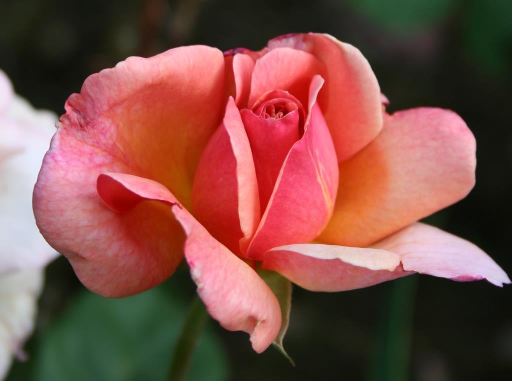 Garden Musings: Wild Ginger Woes