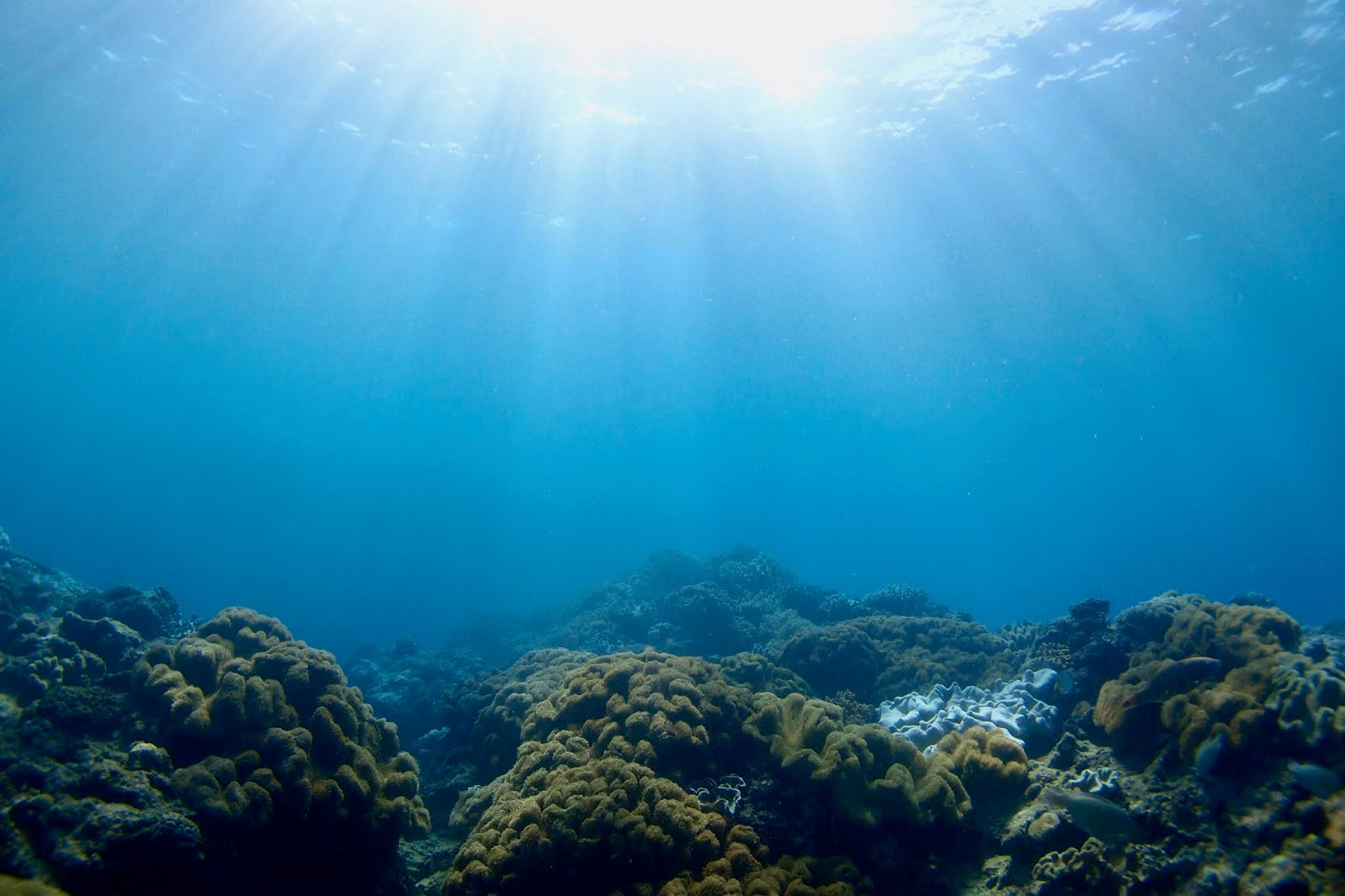 OKINAWA 39ers Dive Log: Sep 12th - Sunabe Seawall
