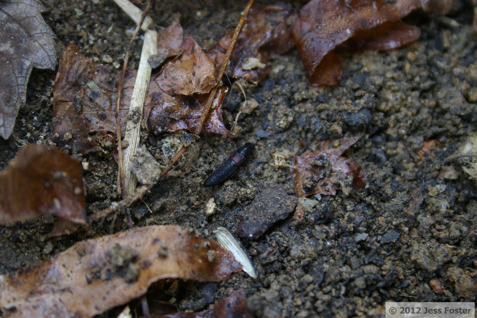 Sluggin' Along: Earwig Look-alike