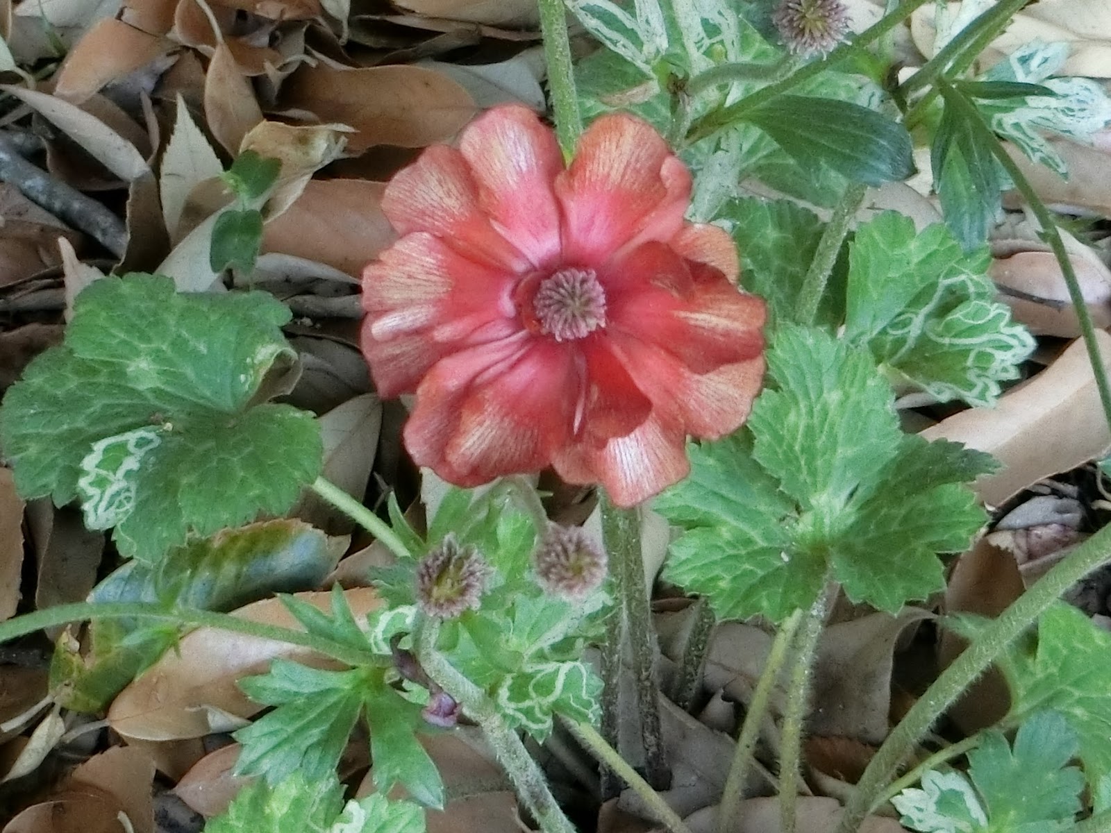60歳で無職の優雅な日々: ラナンキュラス・ハデス Ranunculus asiaticus 'Hades'