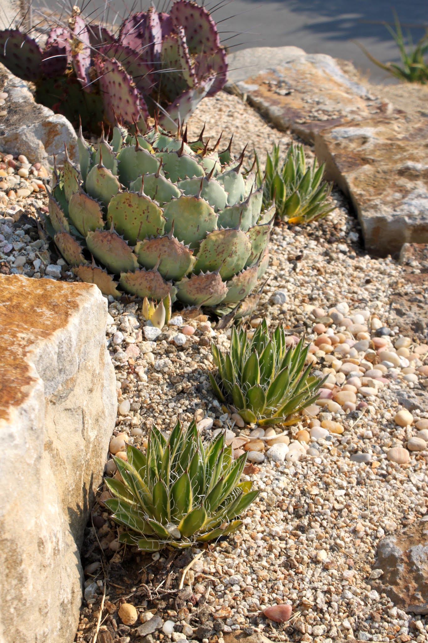Small Agaves in the Garden