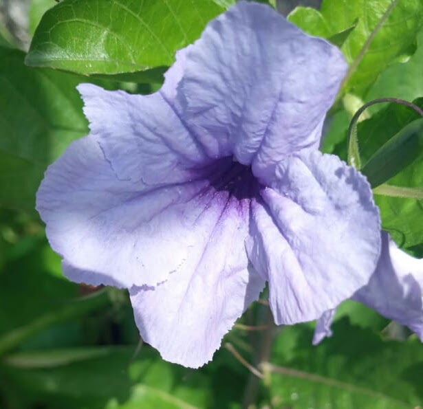 SENI BERTANAM: BUNGA KENCANA UNGU