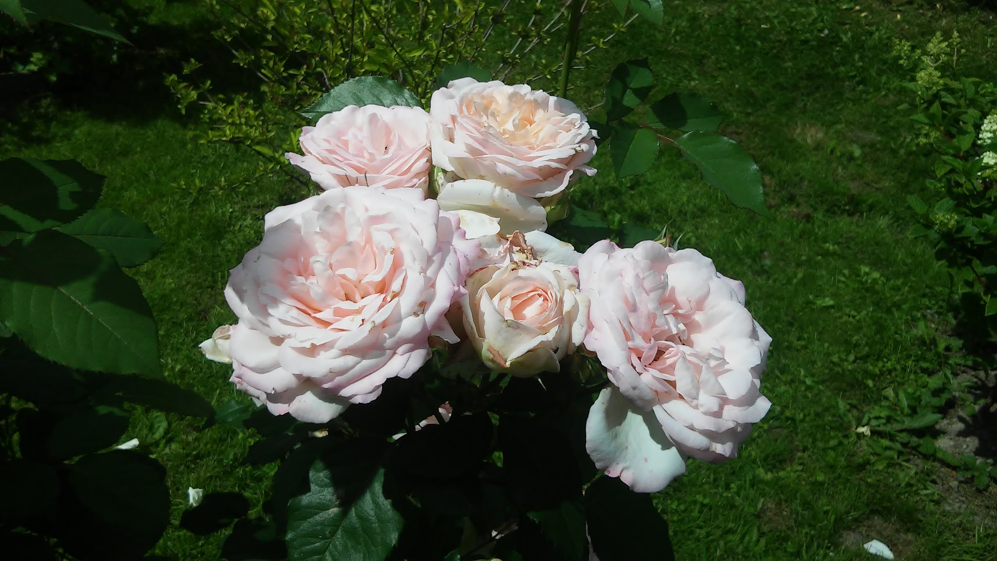 Ranczo Elma: Róża (Rosa) Clair Renaissance