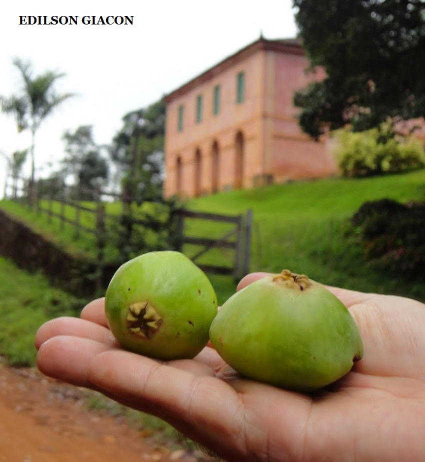 Viveiro Ciprest - Plantas Nativas e Exóticas: Cambuci ( Campomanesia ...