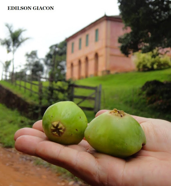 Viveiro Ciprest - Plantas Nativas e Exóticas: Cambuci ( Campomanesia ...