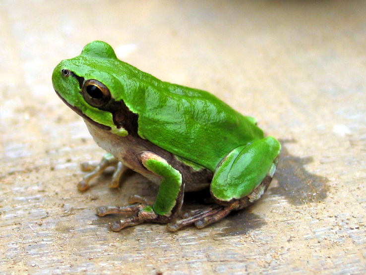 #41. 청개구리 -- You little contrarian ~ Korean for internauts