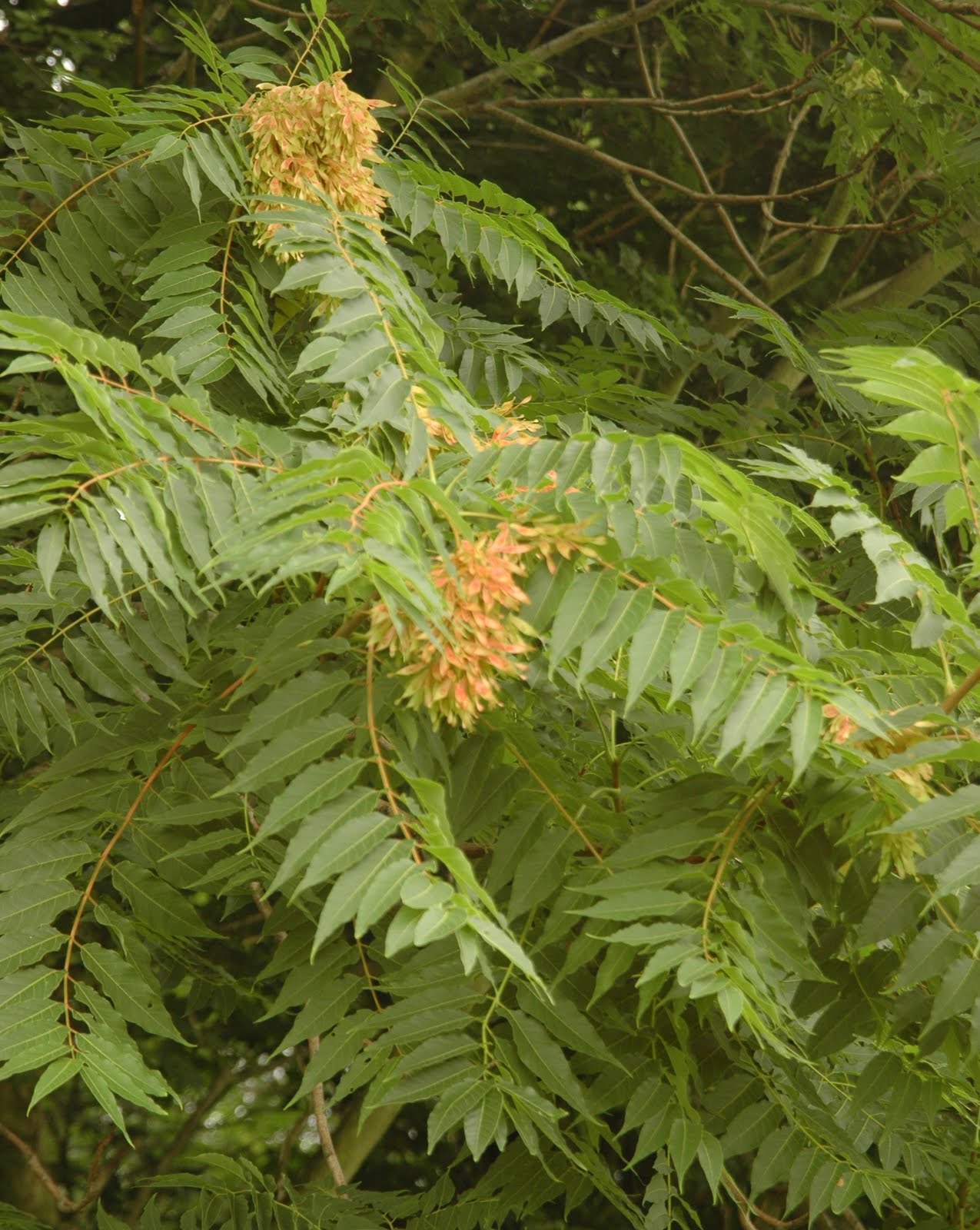 Central Pennsylvania Forestry: Penn State Extension Offers Invasive ...