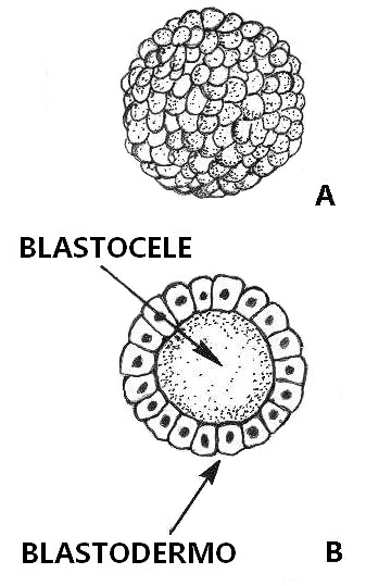 Glosario Embriologia