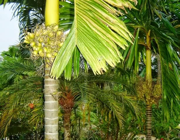 MENGENAL TANAMAN PALEM KUNING - Rangkuman Cara Bertanam Lengkap