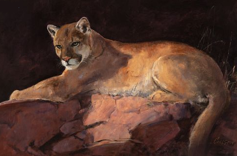 HISTORIAS ZOOLOGICAS: LOS SENDEROS DEL PUMA (Puma concolor) - EPISODIO 4
