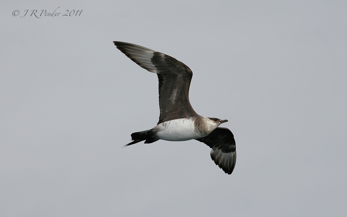 Joe Pender Wildlife Photography: Skua's Part 2
