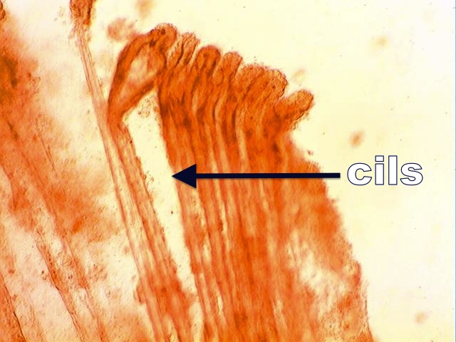 Club sciences du collège de La Pacaudière: janvier 2012