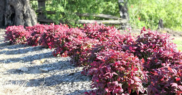 Nandina Blush - Blush™ Nandina domestica 'AKA' care and culture ...