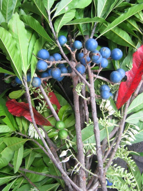 JENITRI-RUDRAKSHA CILACAP: Budidaya Jenitri / Rudhaksa