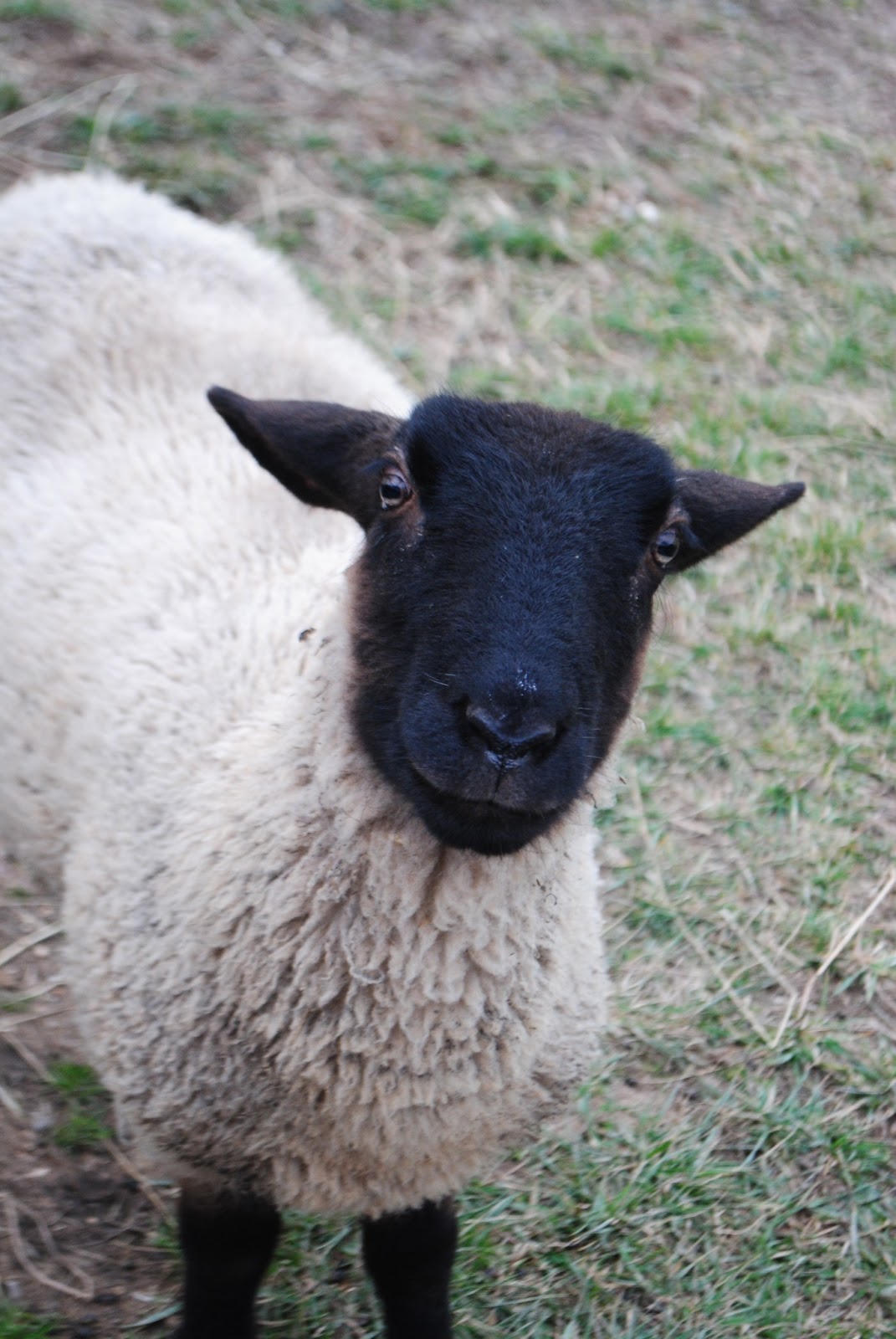 Adventures on Zephyr Hill Farm: Build a Cheap Sheep Shack
