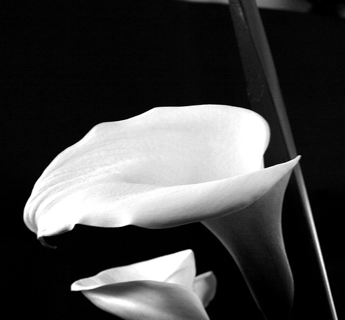 Photos by Tim: Imogen Cunningham - Still life research