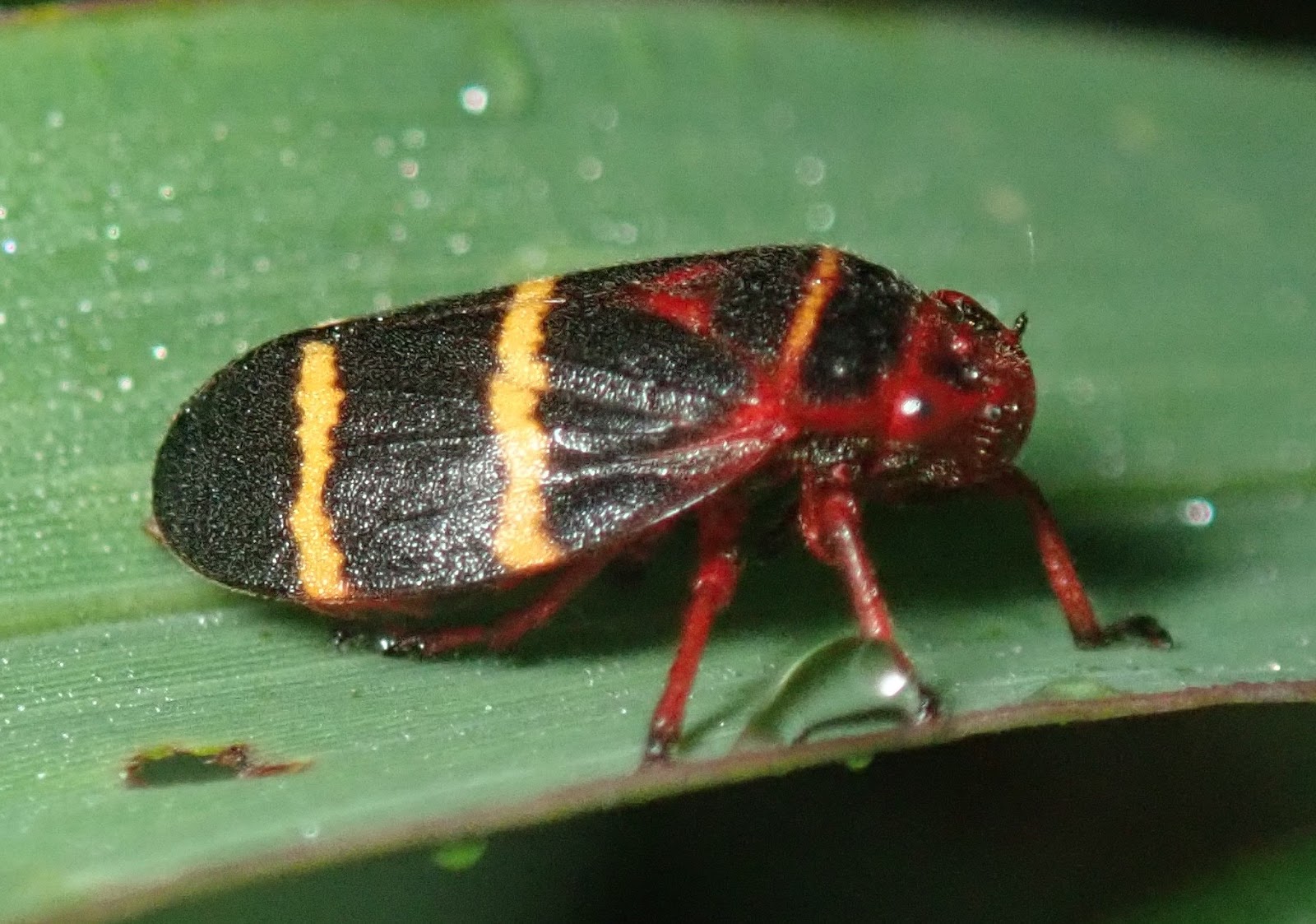 Springfield Plateau: Two-lined Spittlebug