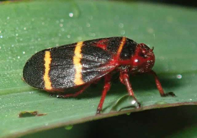 Springfield Plateau: Two-lined Spittlebug