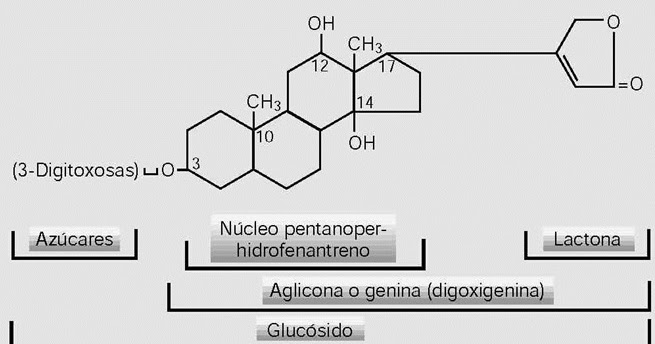 Estructura-quimica-de-la-digoxina.jpg