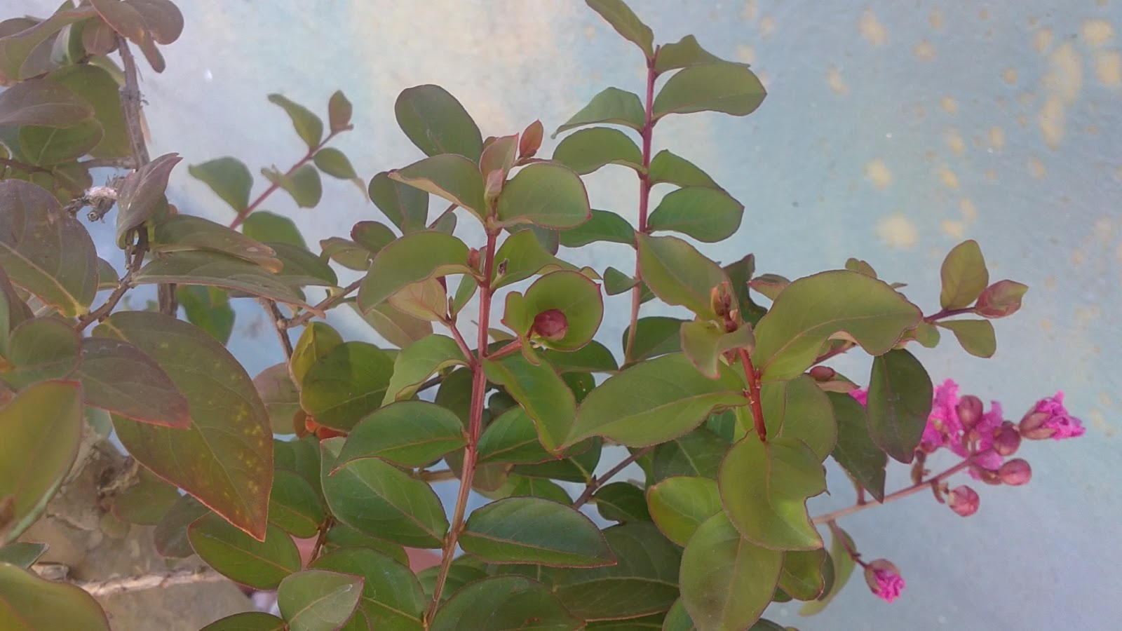 Bonsai de andar por casa...: Árbol de Júpiter - Lagerstroemia indica