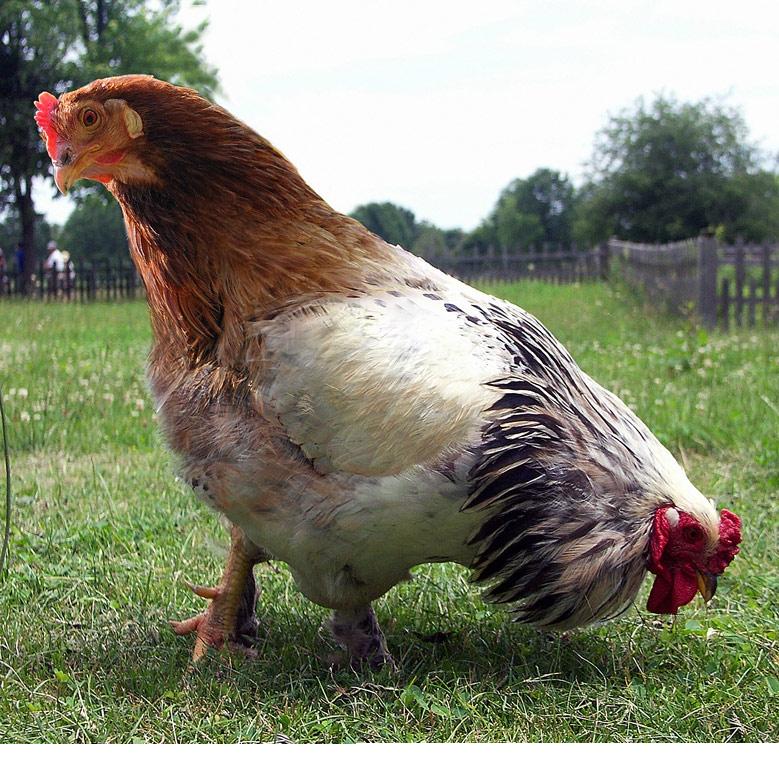 Rooster & Hen Full Image