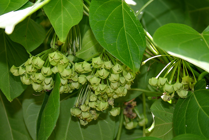 Herbal plants of Sri Lanka: Anguna(Hoya viridiflora, dragea volubilis ...