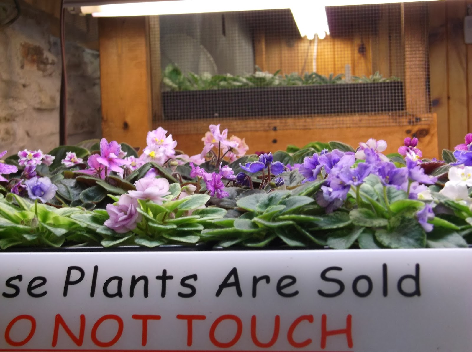 New York State of Mind: THE VIOLET BARN AFRICAN VIOLETS