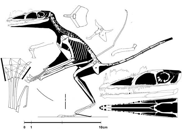 Species New to Science: [Paleontology] Preondactylus bufarinii • A ...