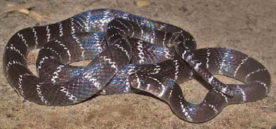 Snakes of Medical Importance in Nepal - Gyan Park › A Genuine Resource