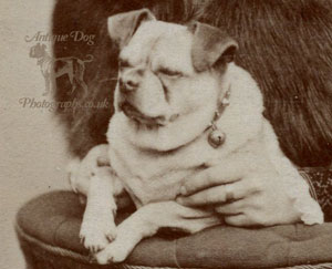 The Antique Dog Photograph Gallery: The Much Loved Pug