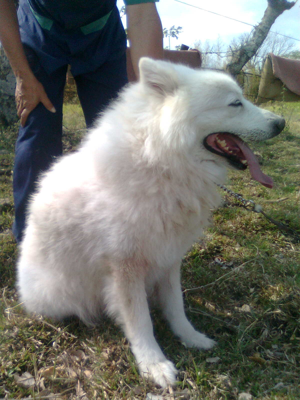 ZAGUATES Y MISINGOS: HERMOSO SAMOYEDO EN ADOPCION
