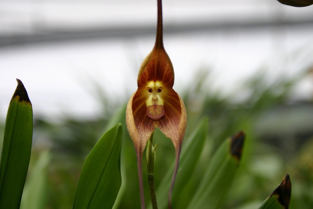 The Amazing Monkey Orchid