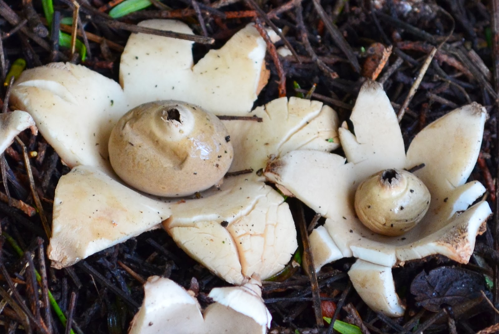 Setas Extremadura : Geastrum Fimbriatum