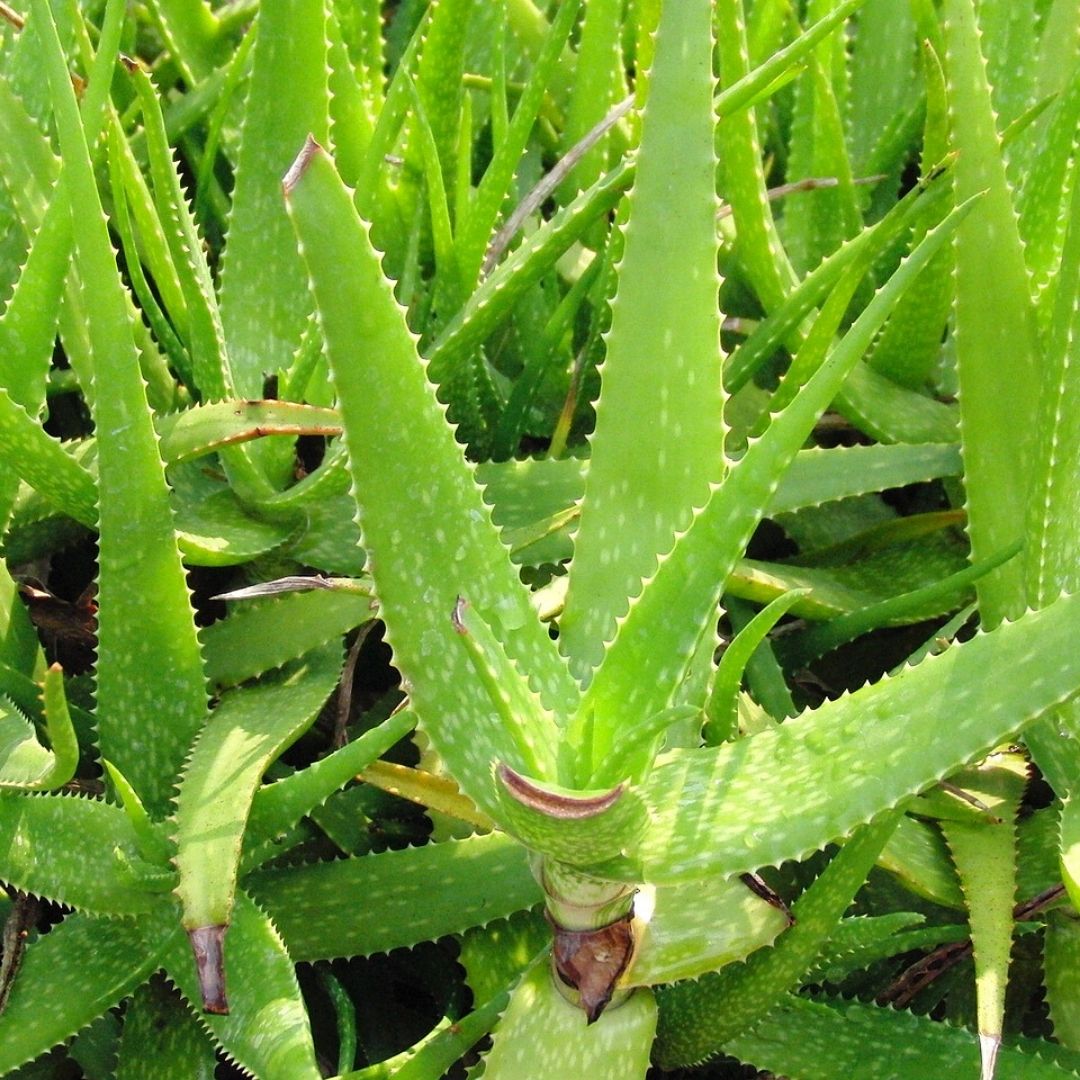 Benefits Of Aloe Vera For Face And Skin In Tamil Uses Of Aloe Vera For benefits-of-aloe-vera-for-face-and-skin-in-tamil-uses-of-aloe-vera-for