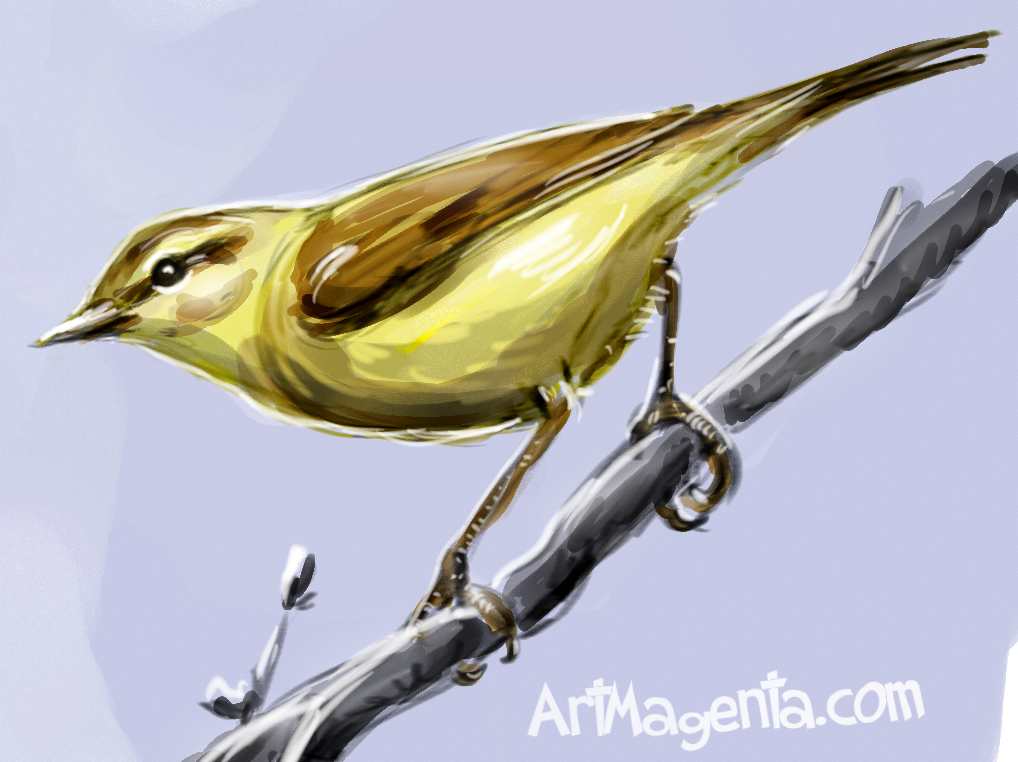 Birds: Willow Warbler