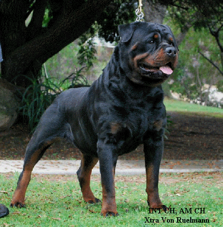 rottweiler: χαρακτηρας ενος ροτβαιλερ
