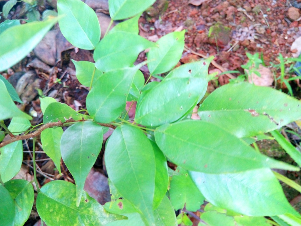 Cassia fistula / Ehala / ඇහැල / Aragvadha/ Rajavruksha/ Sampaka ...