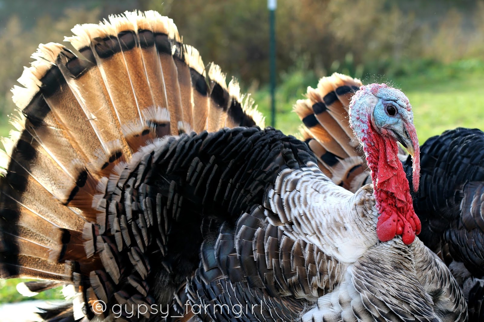 it's ok to fall in love with a turkey | Gypsy Farmgirl