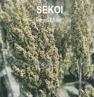 Anim Agro Technology: TIP MENANAM SEKOI