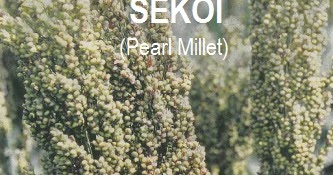 Anim Agro Technology: TIP MENANAM SEKOI