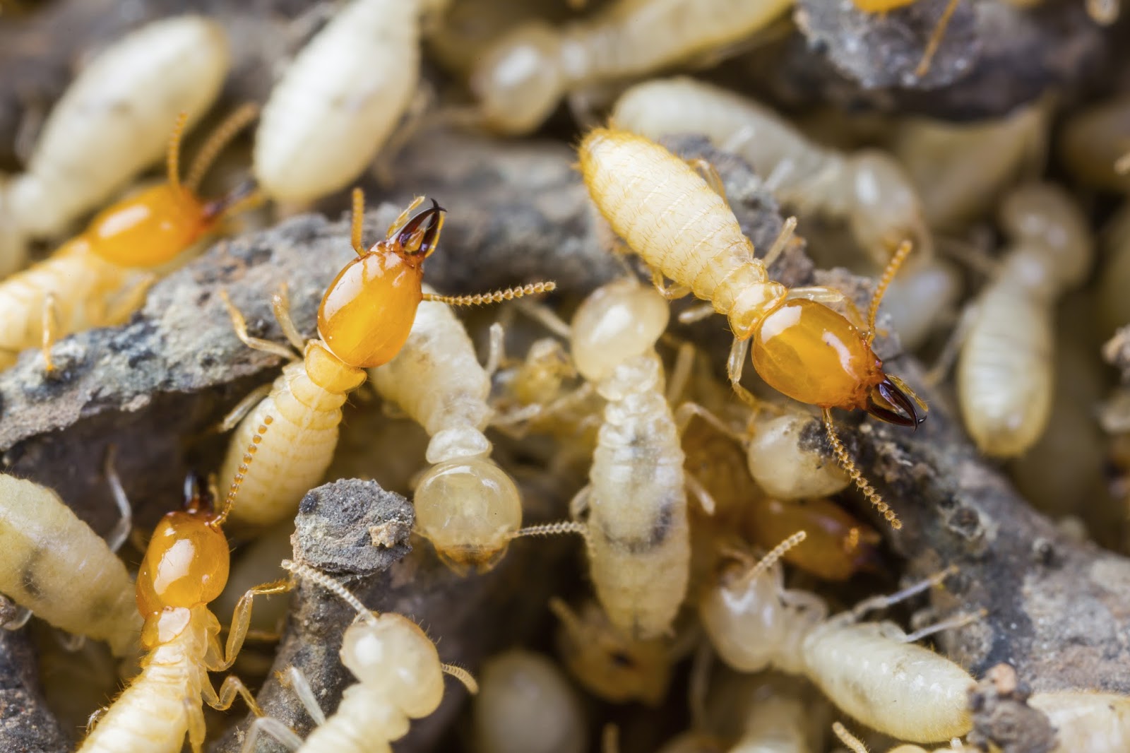 Termites Silver Spring MD: Termite Inspection Maryland - Save $350 or more.