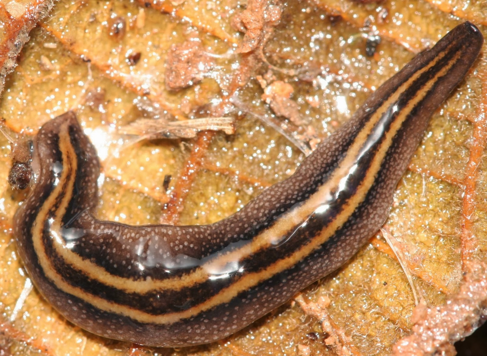 BIOLOGIA PARA A VIDA : FILO PLATELMINTOS