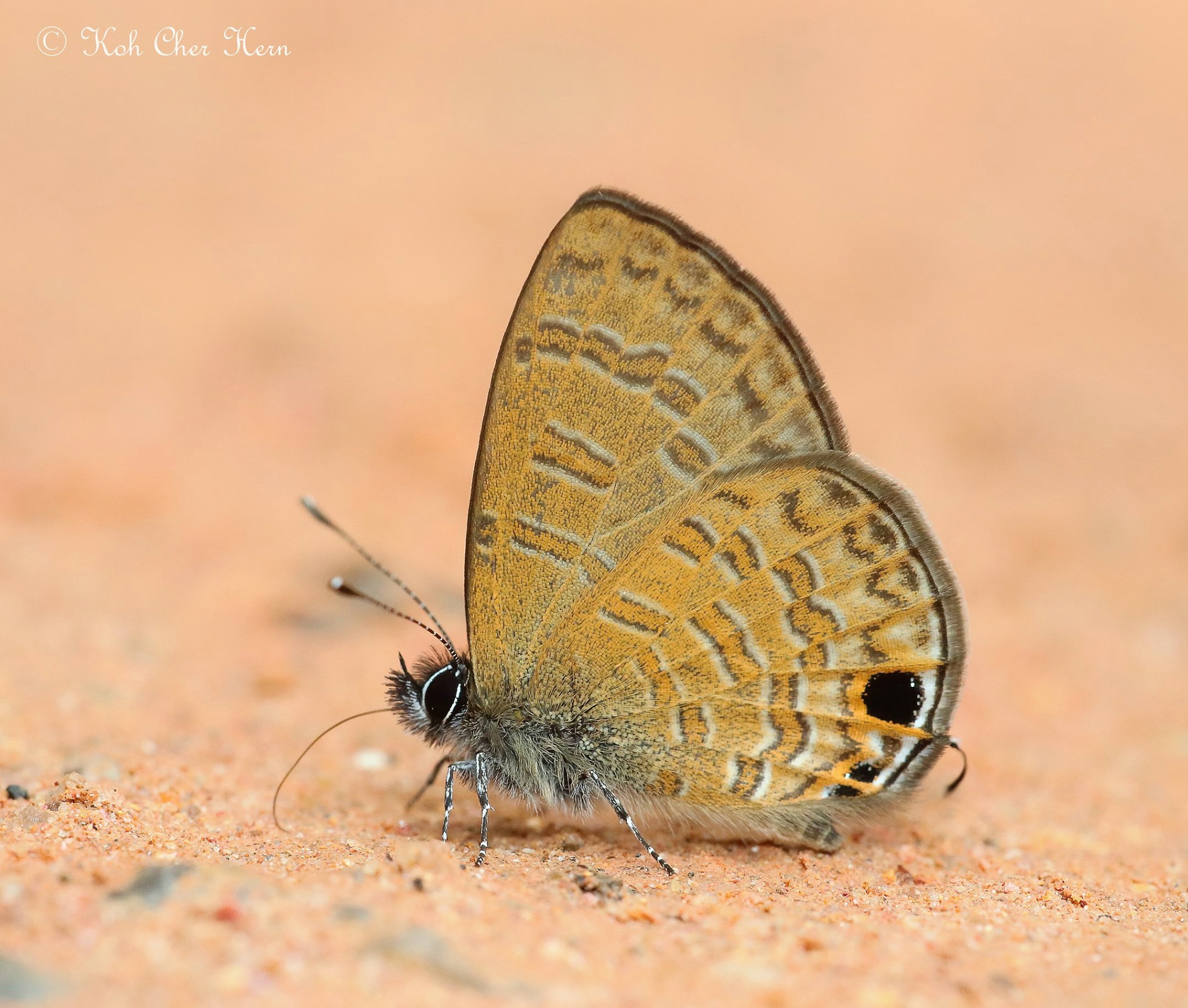 Butterflies of Singapore: Nov 15, 2020