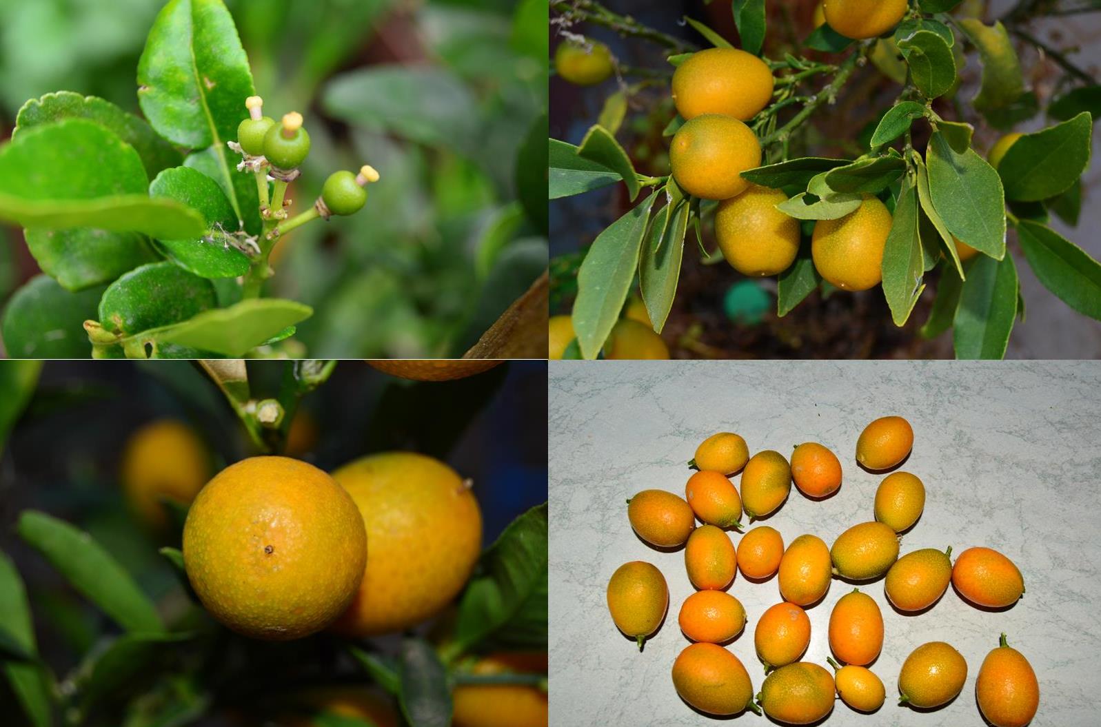 Calamonte Fruit
