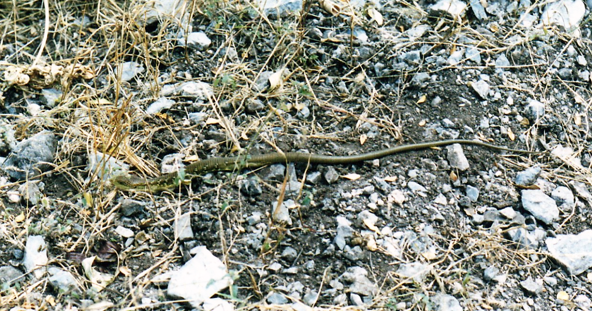 Registro de especie para el estado de Guanajuato